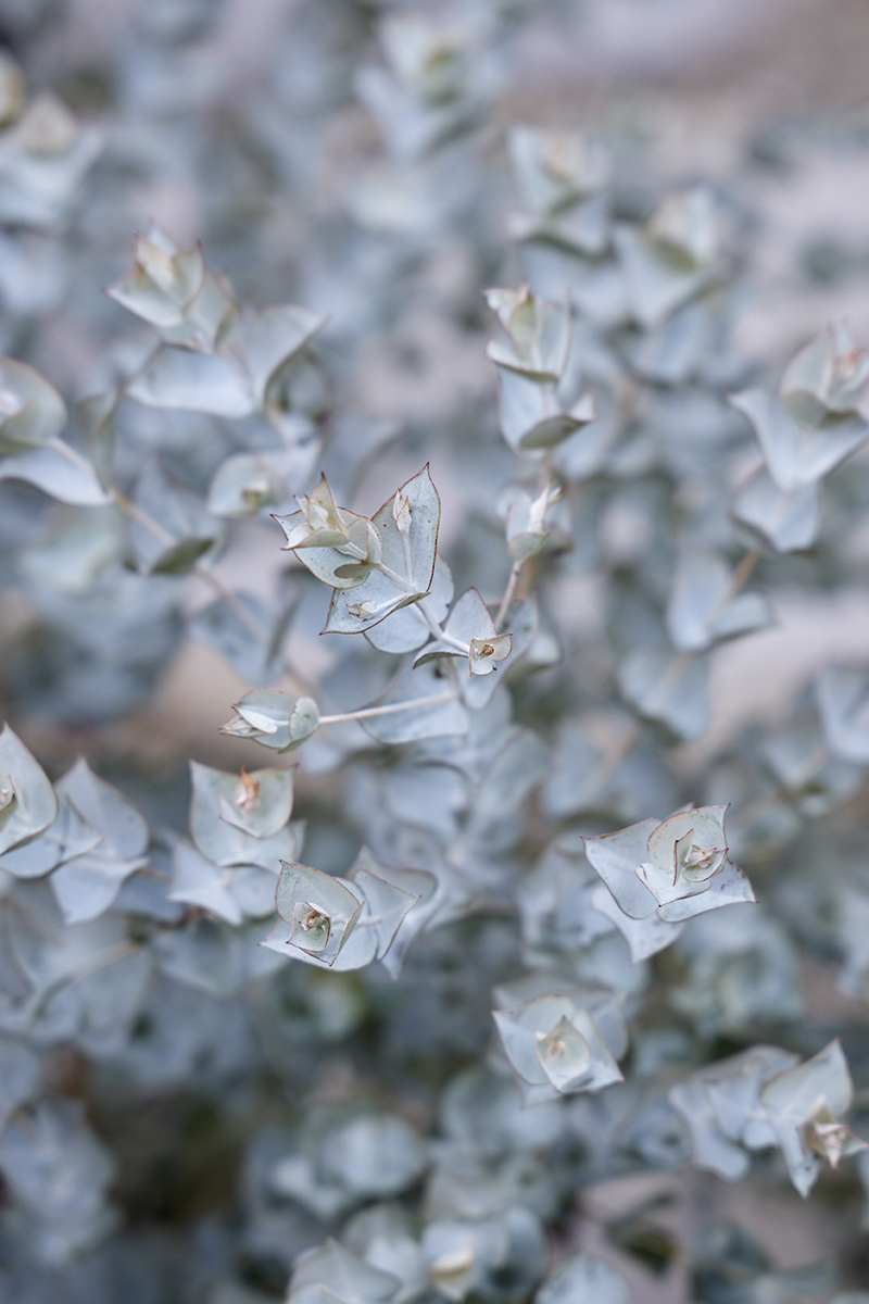 Flora Grubb's Plant Guides — Flora Grubb Gardens Plant Nursery