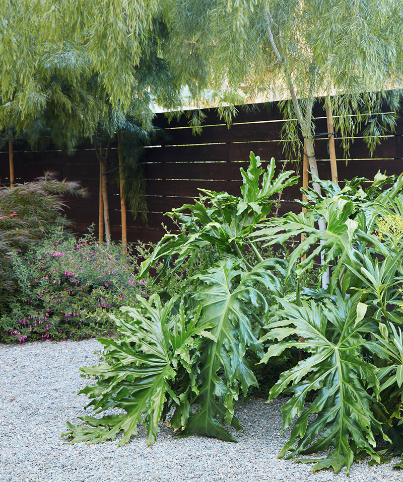 Philodendron Selloum